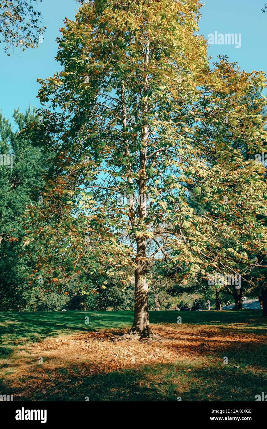 Big apple tree hi-res stock photography and images - Alamy