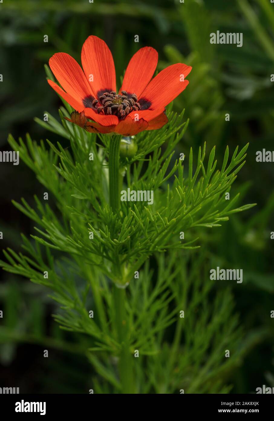 Summer pheasant's-eye, Adonis aestivalis, in flower in the french Alps ...