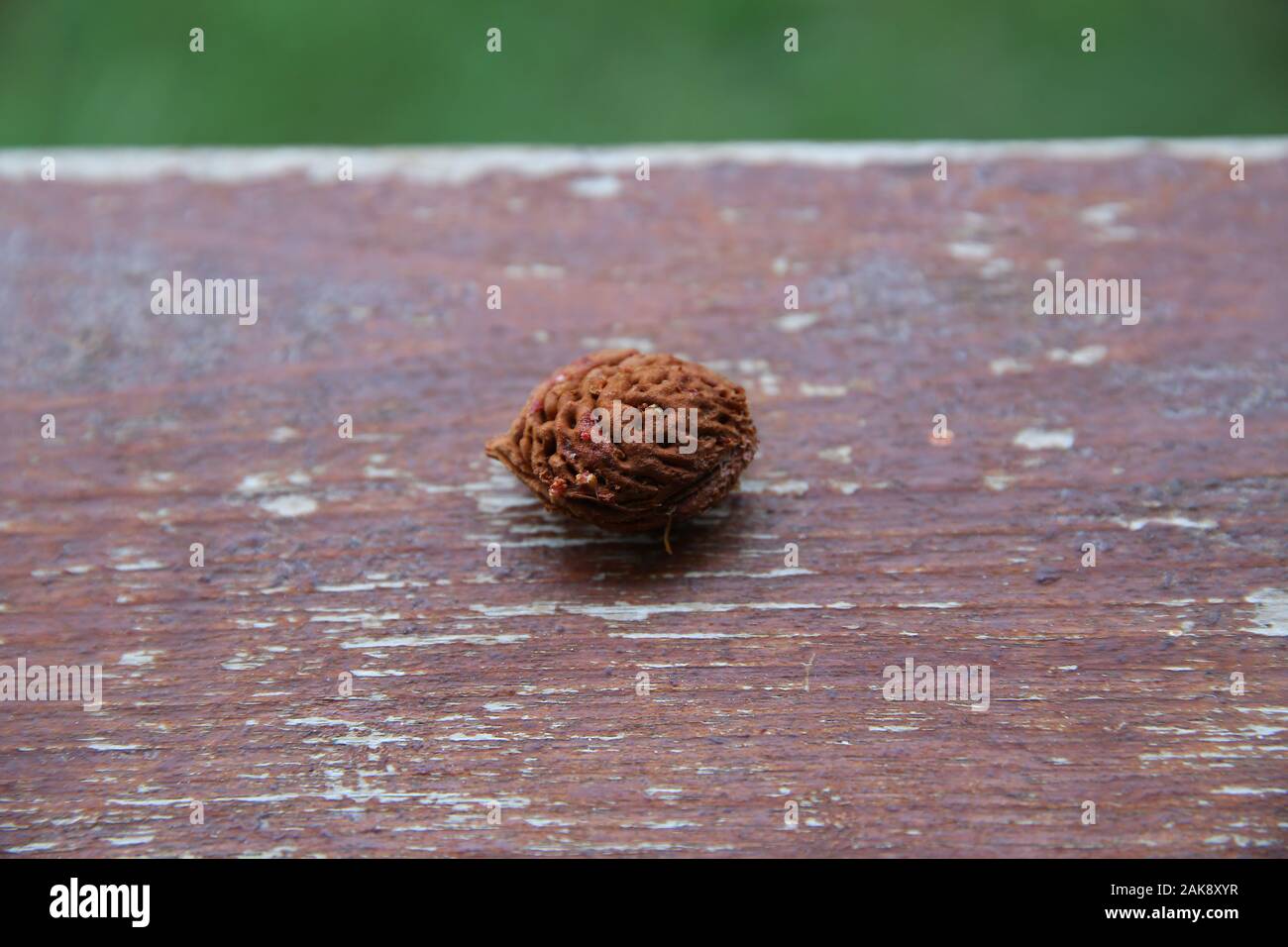 Peach pit closeup isolated on wooden background. peach fruit stone ...