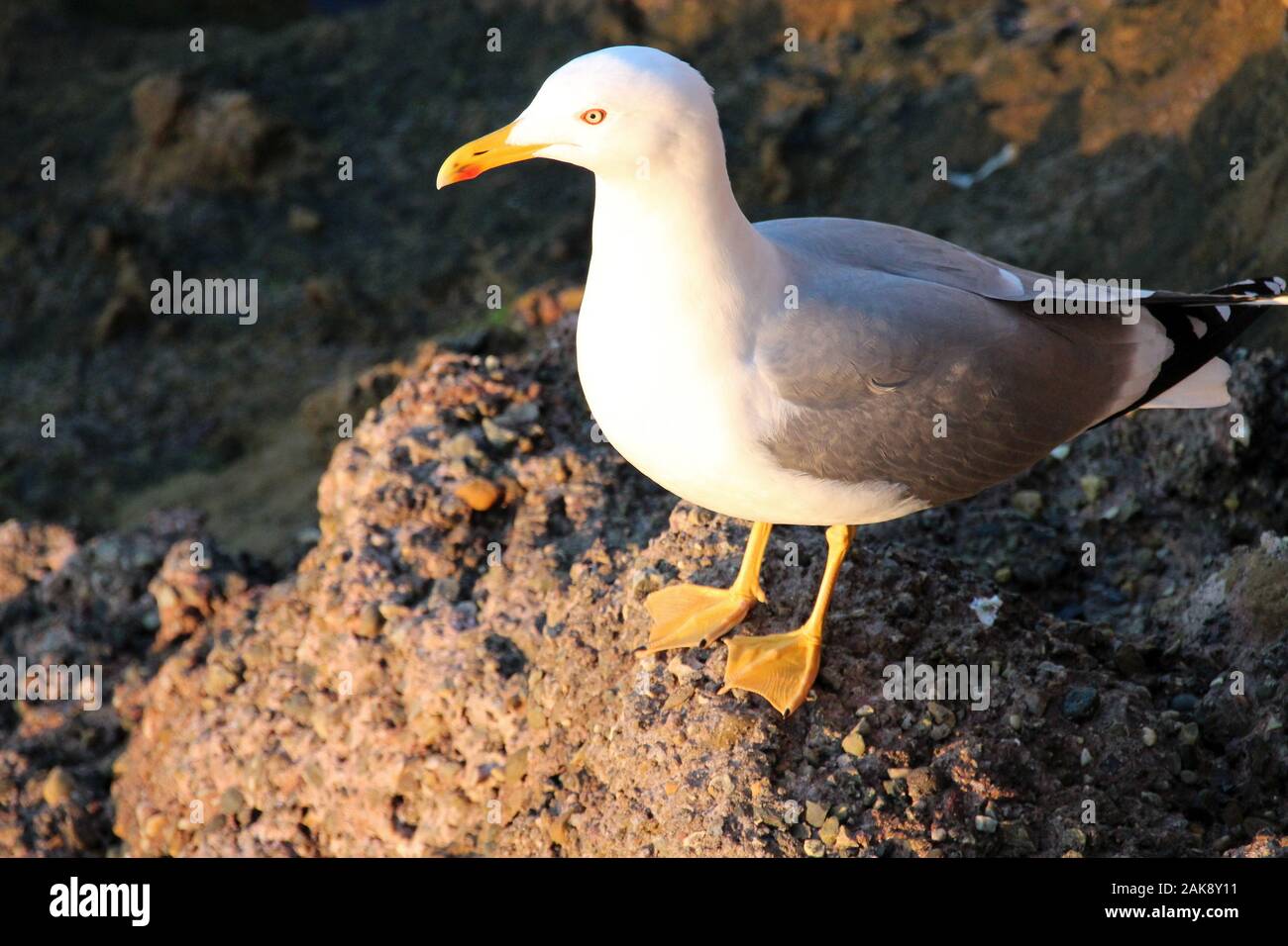 Oiseau animal jaune hi-res stock photography and images - Alamy