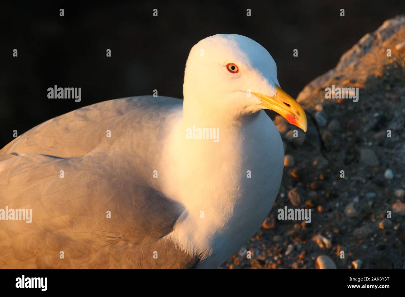 Oiseau animal jaune hi-res stock photography and images - Alamy