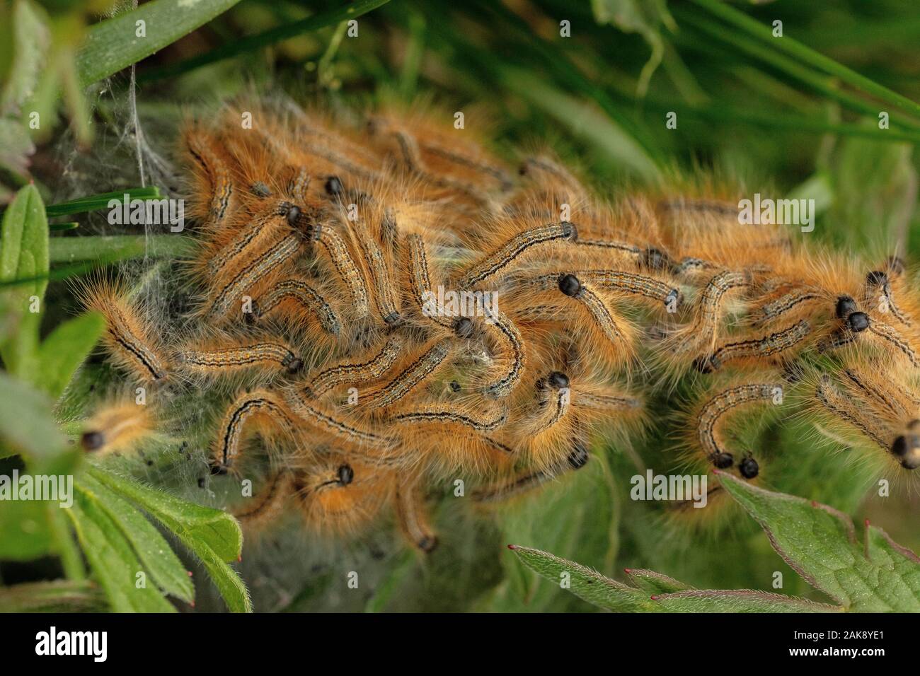 Mass of lackey moth, Malacosoma neustria, caterpillars in grassland ...