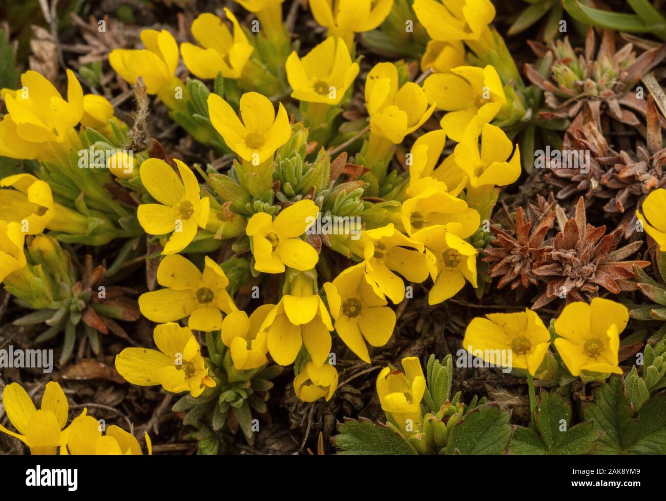 Vitaliana, known as Androsace vitaliana or Vitaliana primuliflora, in ...