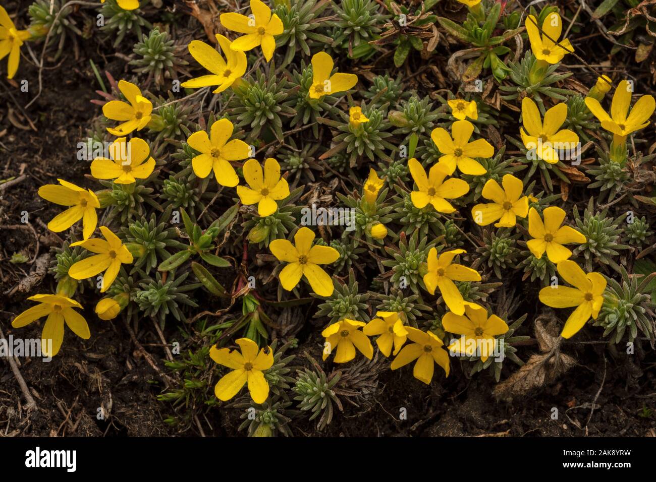 Vitaliana, known as Androsace vitaliana or Vitaliana primuliflora, in ...