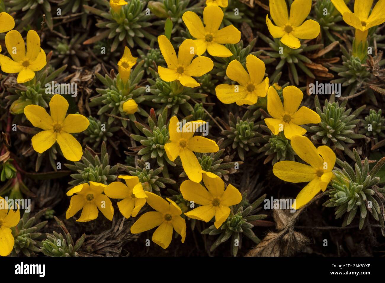 Vitaliana, known as Androsace vitaliana or Vitaliana primuliflora, in ...