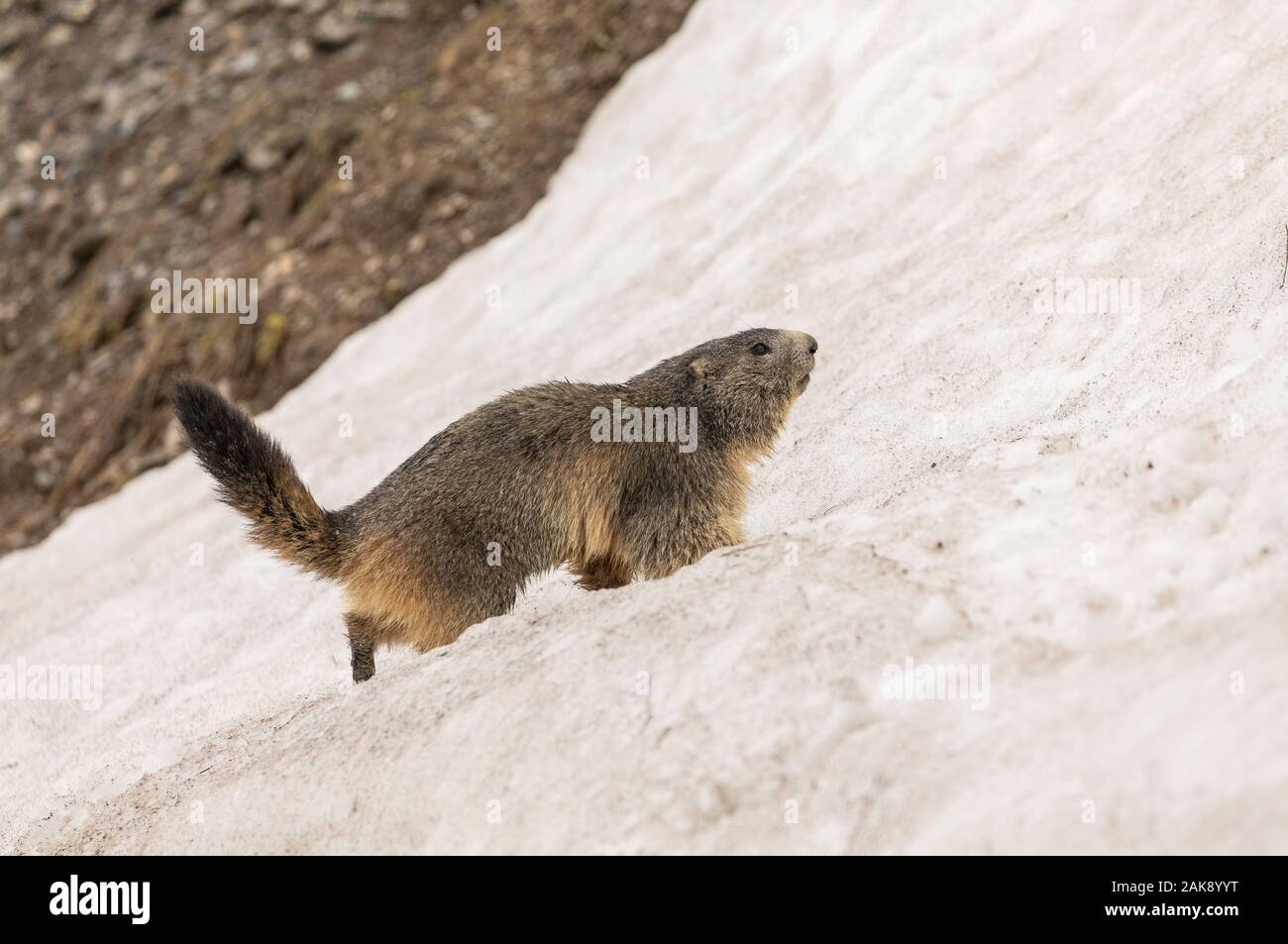 Alpine marmot, Marmota marmota, climbing up snow patch in spring in the ...