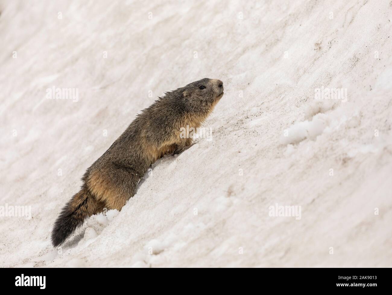 Alpine marmot in the french alps hi-res stock photography and images ...