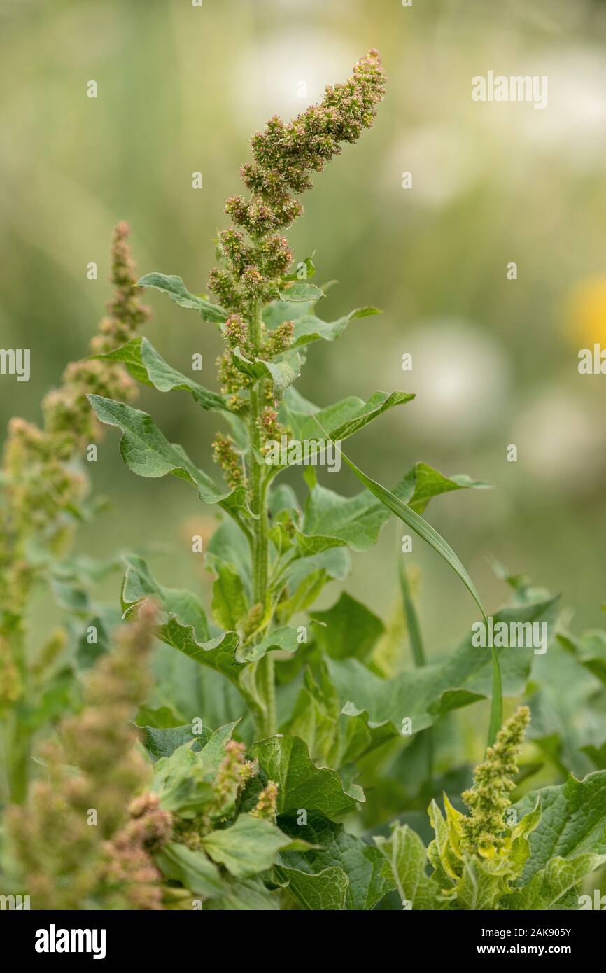 Good-King-Henry, Blitum bonus-henricus, in flower in the wild. Also ...