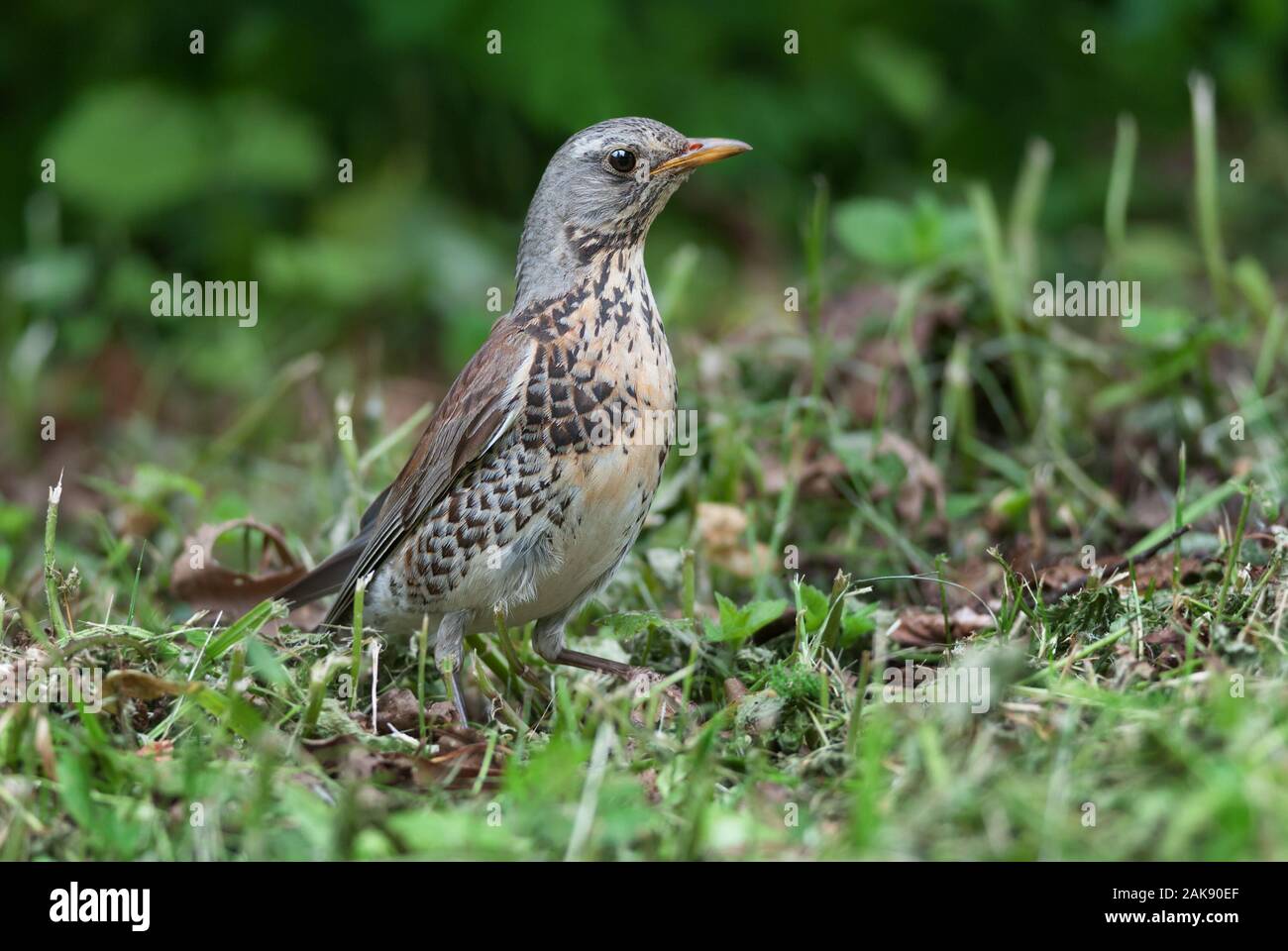 Passerine turdidae hi-res stock photography and images - Alamy