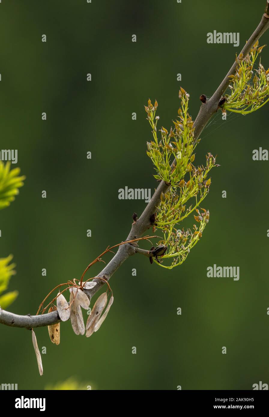 Ash tree, Fraxinus excelsior, coming into leaf and flower, with last ...
