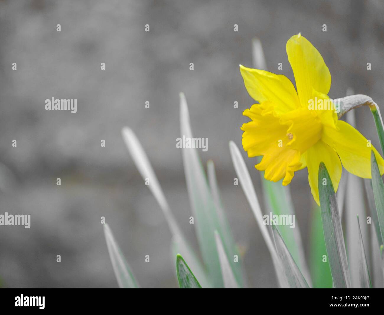 One yellow daffodil, Narcissus pseudonarcissus Stock Photo - Alamy