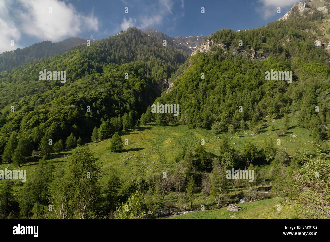 Beautiful flowery grassland and woodland in the Vallone dell'Arma ...
