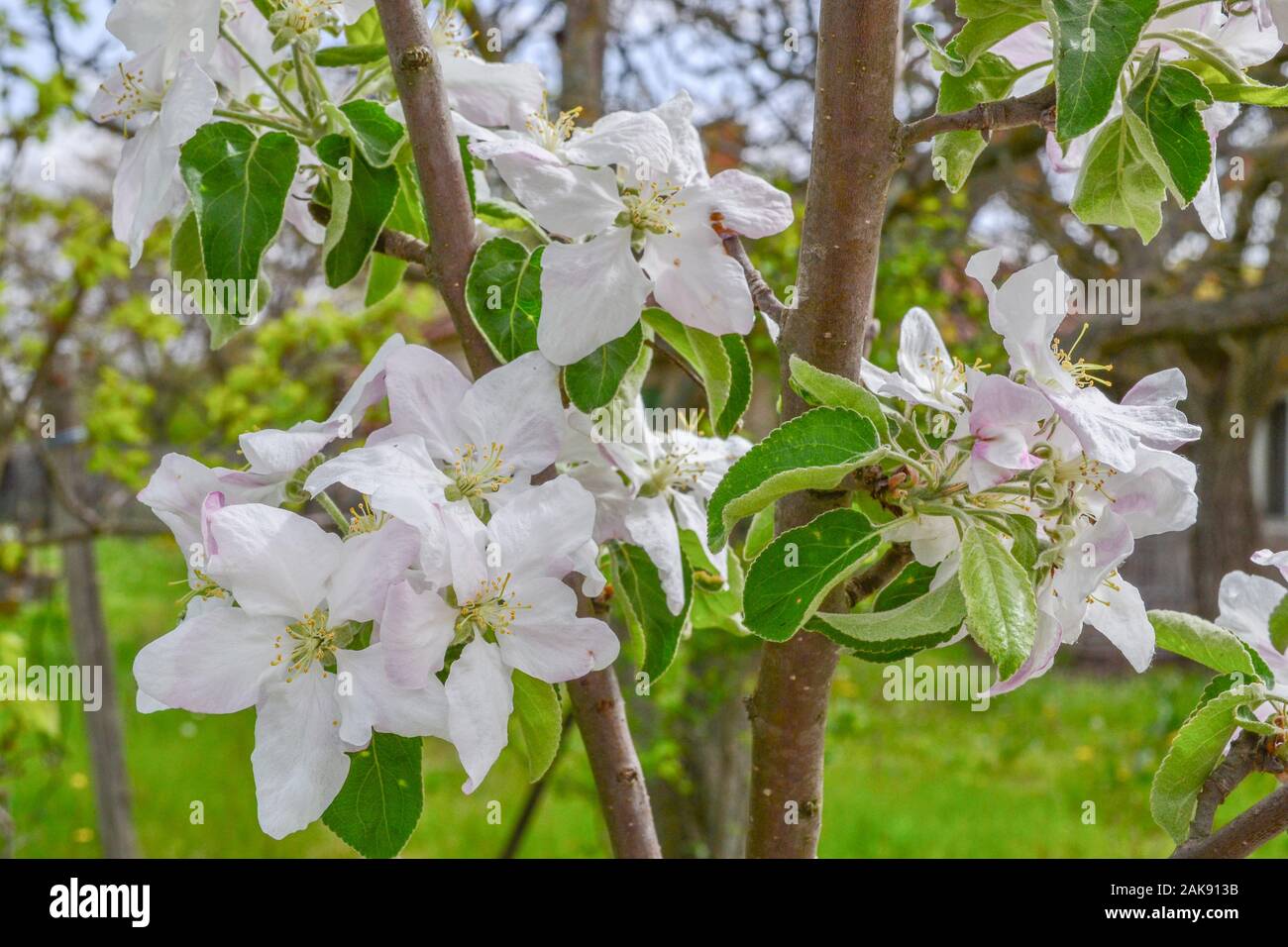 Young apple tree hi-res stock photography and images - Alamy