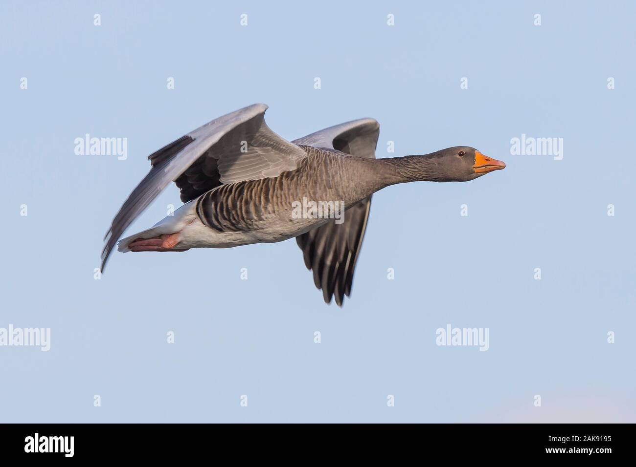 Side view close up of wild UK greylag goose (Anser anser) isolated in ...