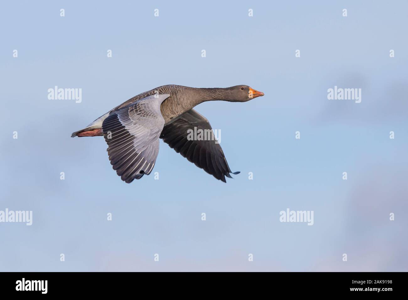 Side view close up of wild UK greylag goose (Anser anser) isolated in ...