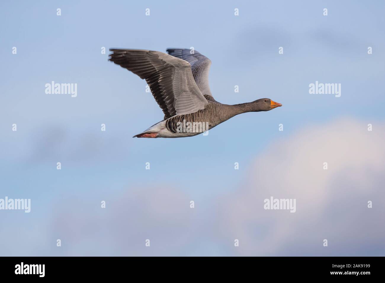 Side view of wild UK greylag goose isolated in midair flight. Anser ...