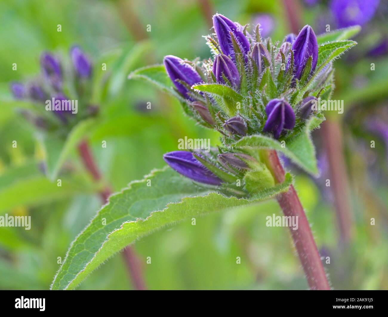 Close up of clustered bellflower buds, Campanula glomerata Stock Photo ...