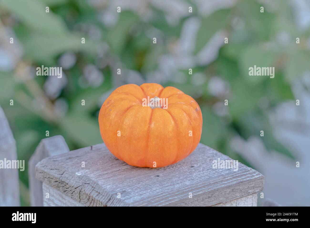 Whole arrangement hi-res stock photography and images - Alamy