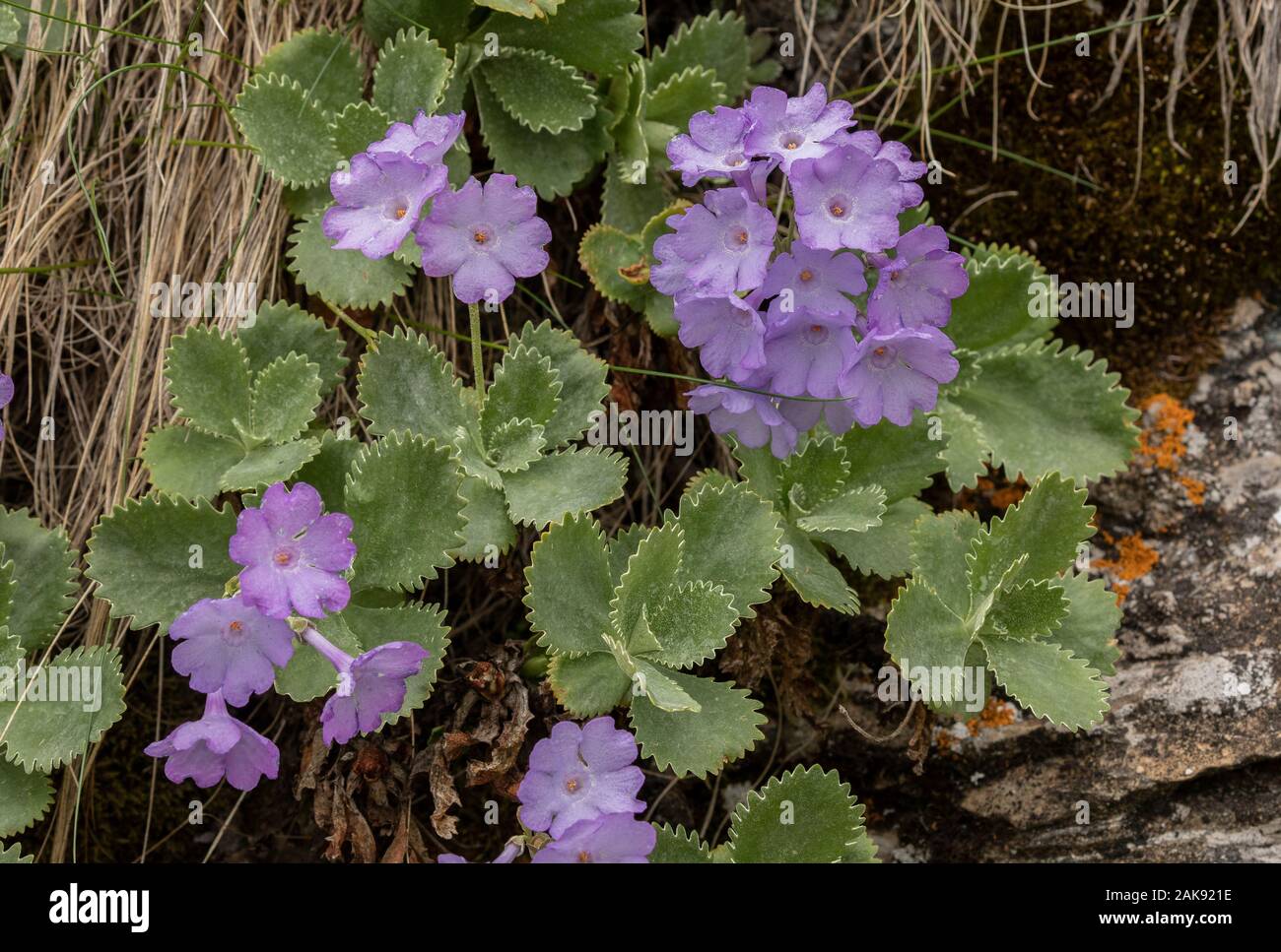 Silver-edged primrose, Primula marginata clump in flower in spring, in ...