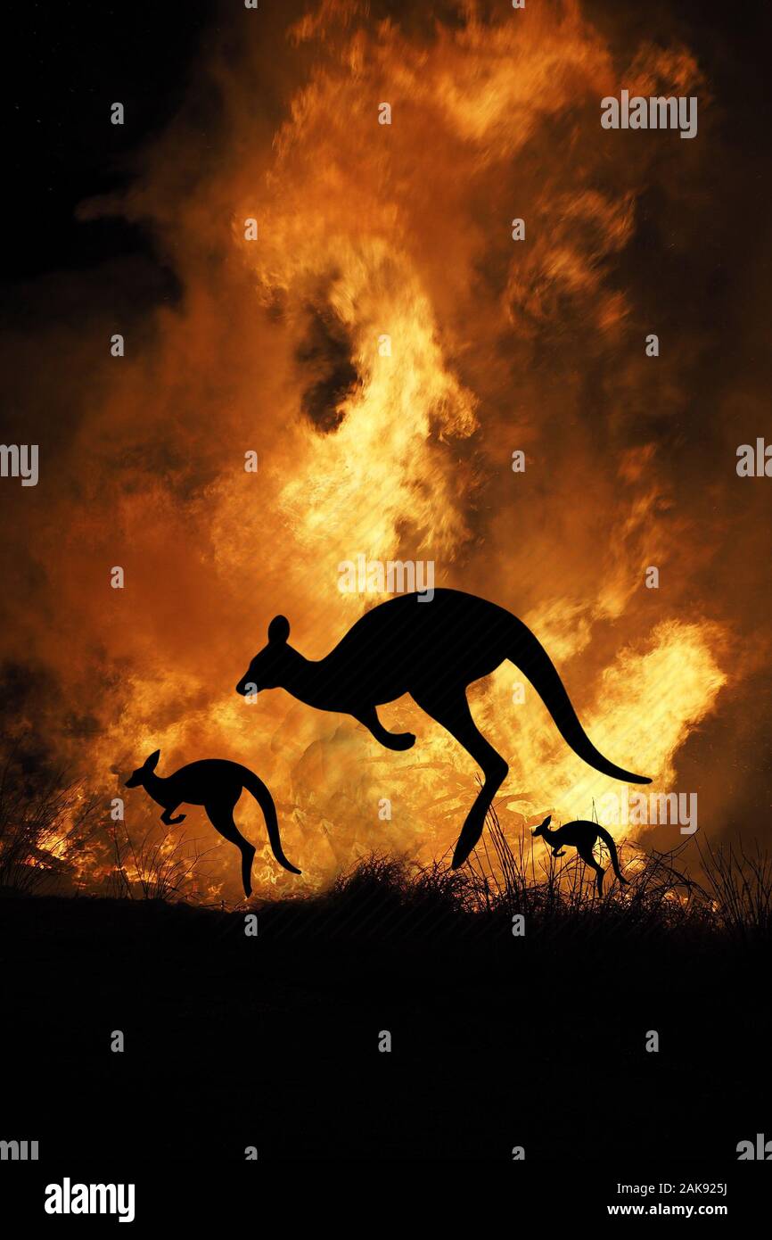 Bushfire IN Australia Forest Many Kangaroos And Other Animals Running ...