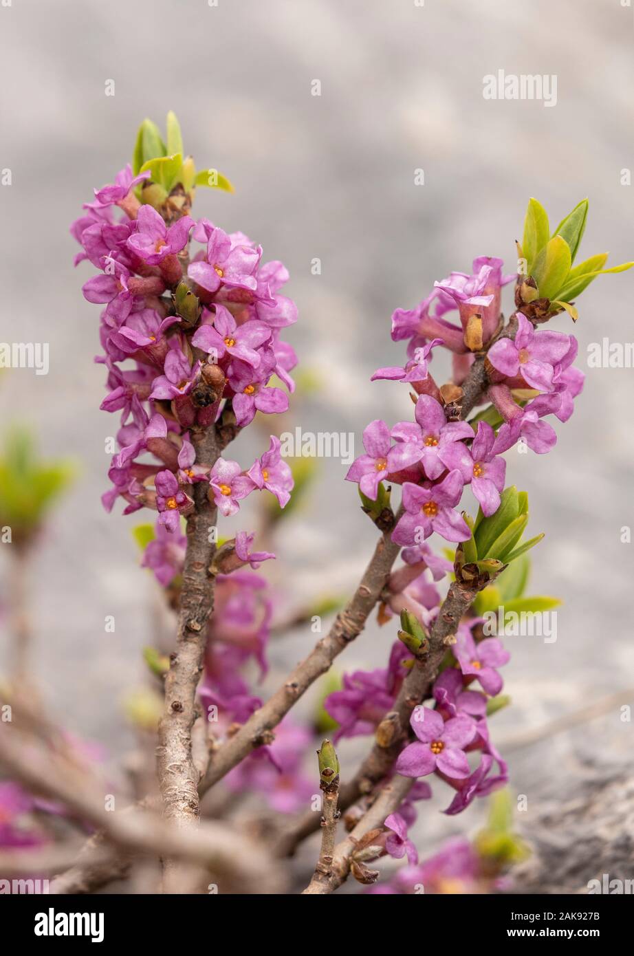 Alpine mezereon hi-res stock photography and images - Alamy