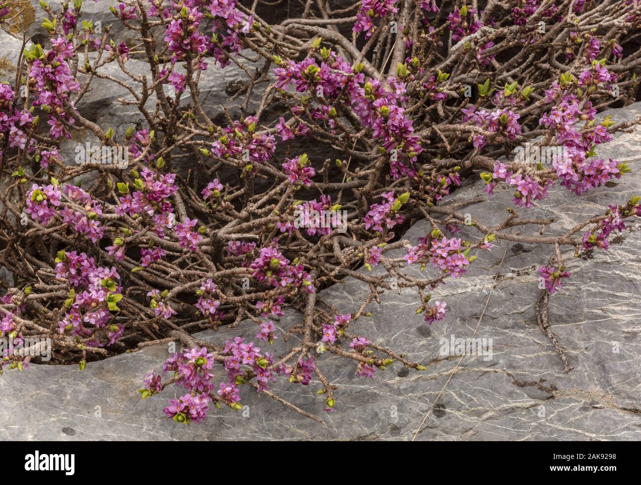 Mezereon, Daphne mezereum, in flower in early spring Stock Photo - Alamy
