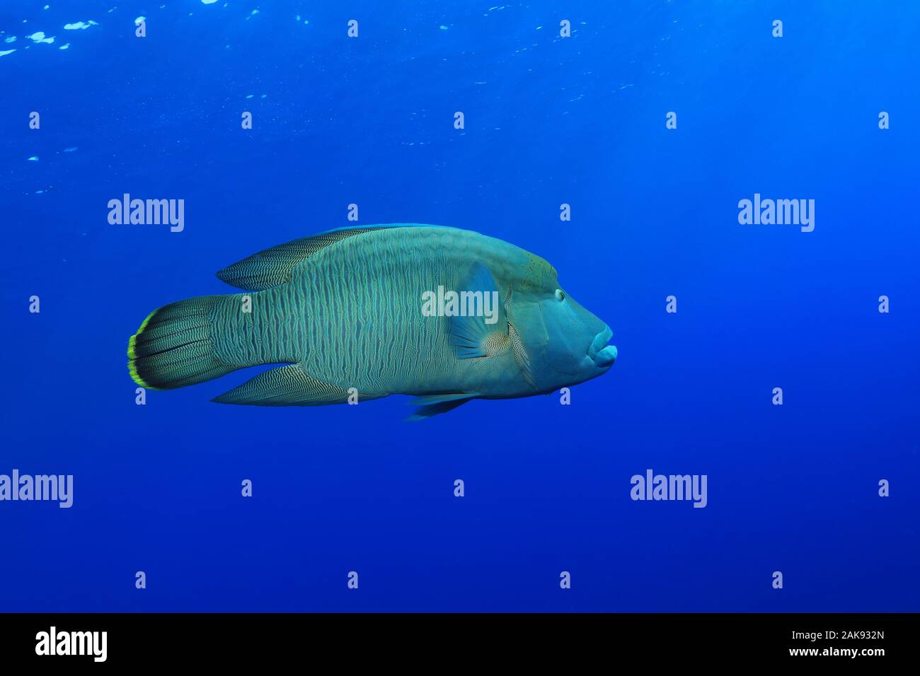 Napoleon fish or Humphead wrasse fish (Cheilinus undulatus) underwater ...