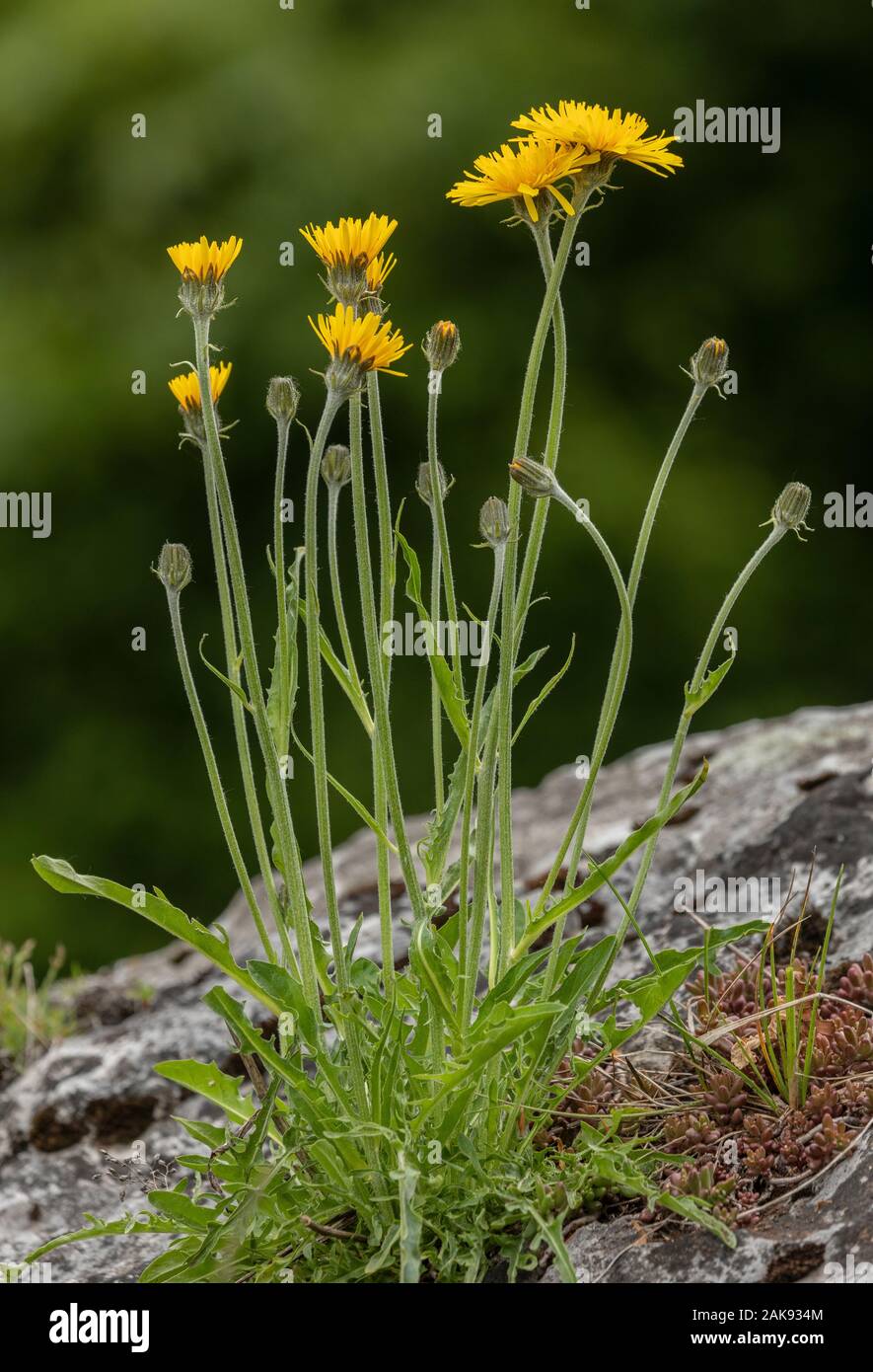 Crepis alpestris hi-res stock photography and images - Alamy
