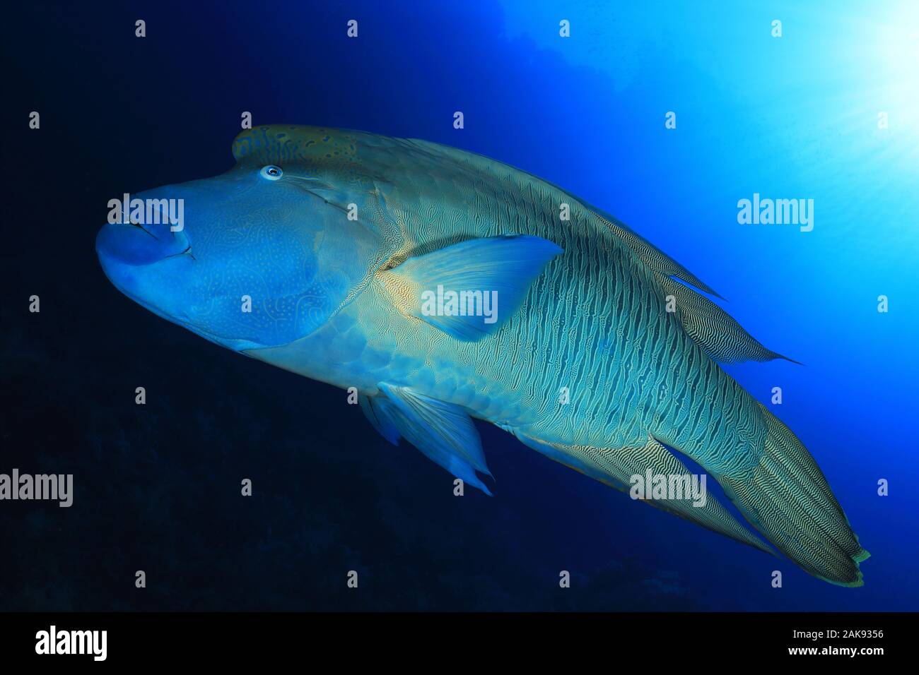 Napoleon fish or Humphead wrasse fish (Cheilinus undulatus) underwater ...