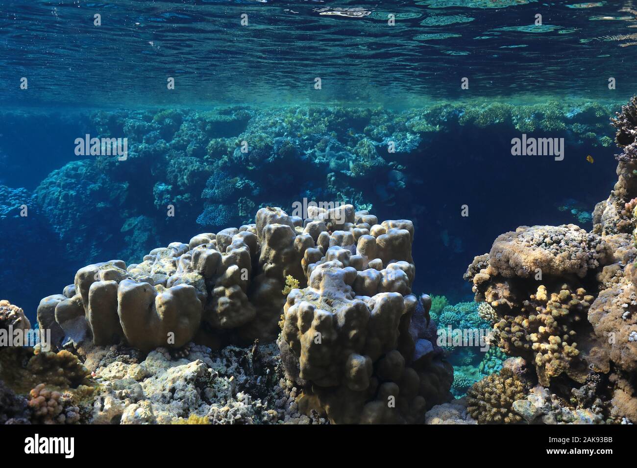 Beautiful shallow coral reef underwater in the Red Sea Stock Photo - Alamy