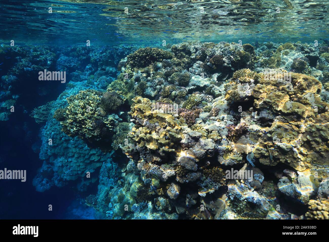 Beautiful tropical coral reef underwater in the Red Sea Stock Photo - Alamy