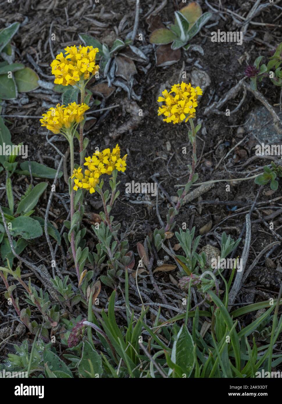 Alyssum flower hi-res stock photography and images - Alamy
