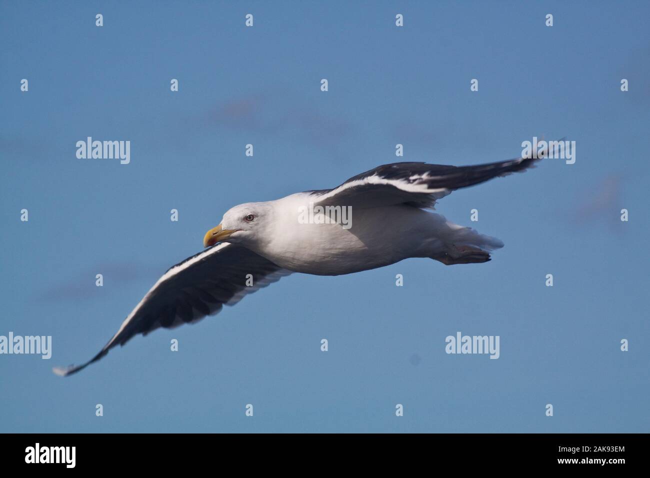 Black backed gull in flight hi-res stock photography and images - Alamy