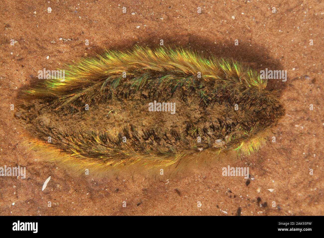 Sea Mouse Anatomy