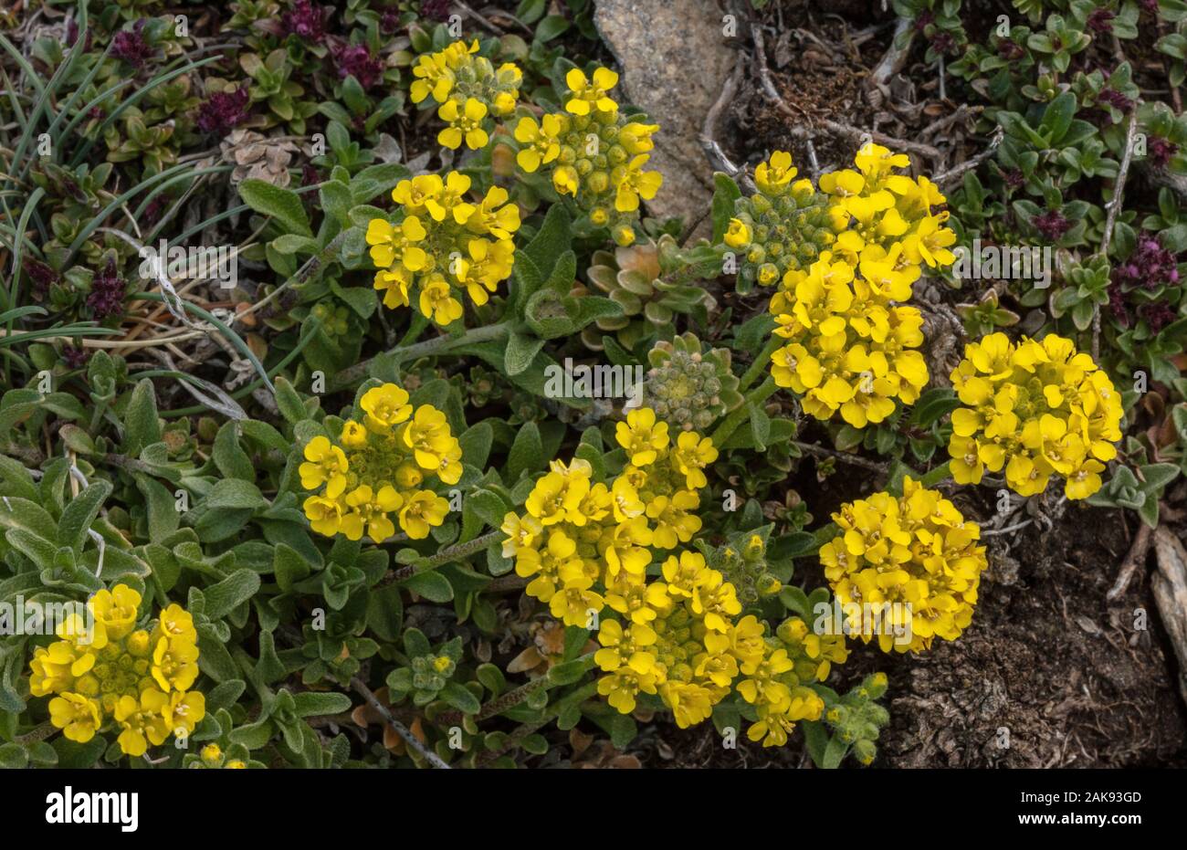 Alyssum flower hi-res stock photography and images - Alamy