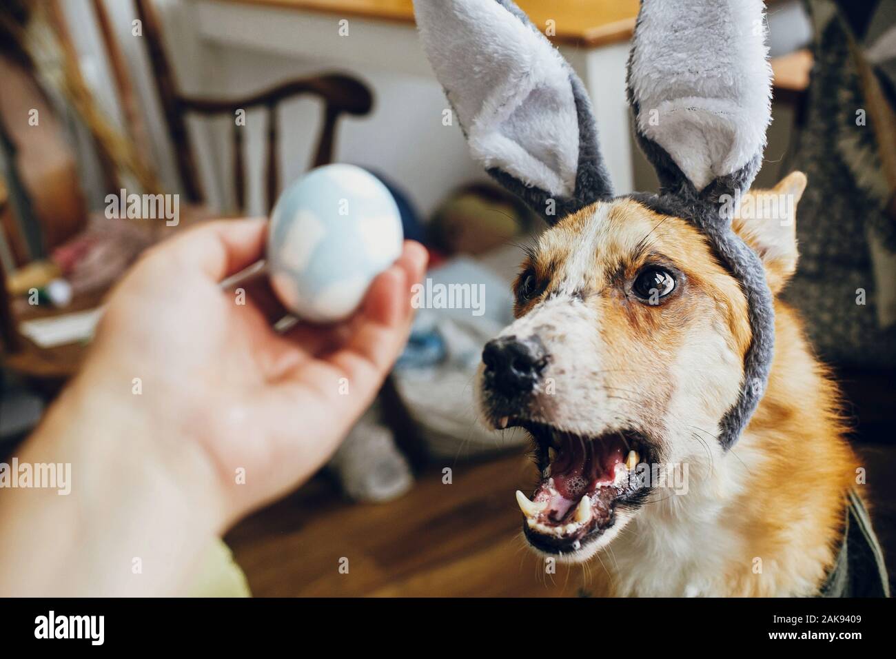 Cute golden dog in grey bunny ears playing with owner, trying to eat ...