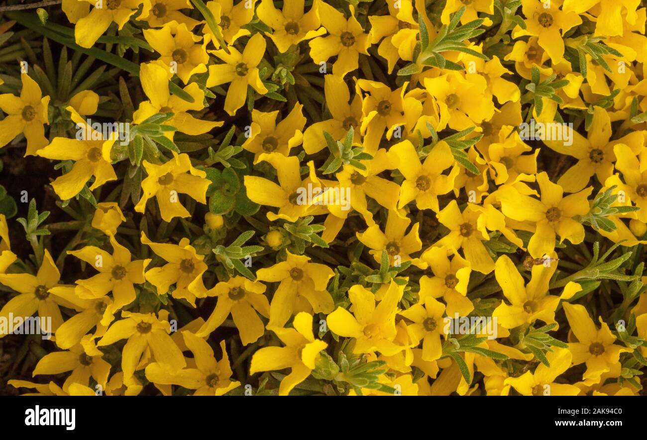 Vitaliana, known as Androsace vitaliana or Vitaliana primuliflora, in ...