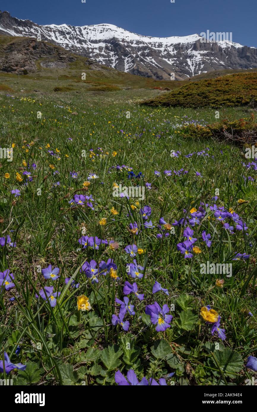 Alpine grassland with Mountain Pansies, on Col du Mont Cenis, French ...