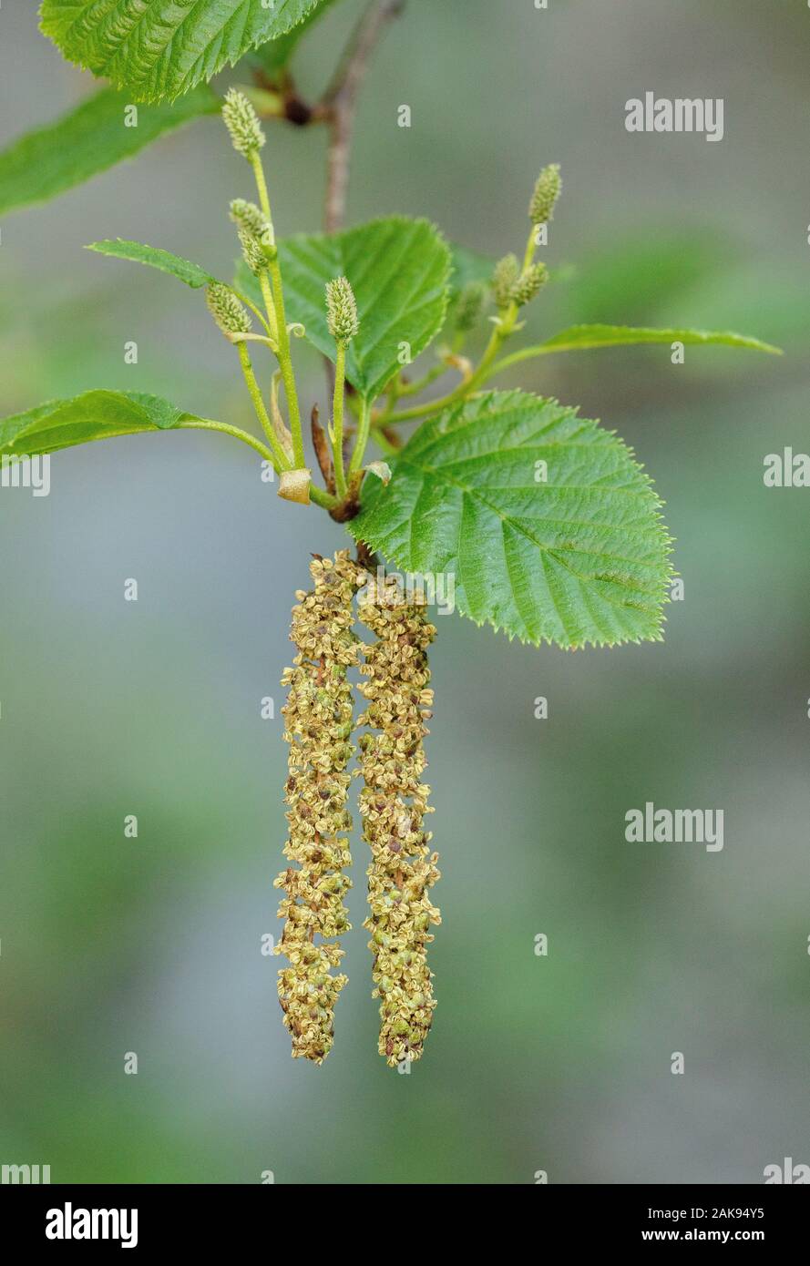 Green Alder, Alnus alnobetula, in spring with male catkins Stock Photo ...