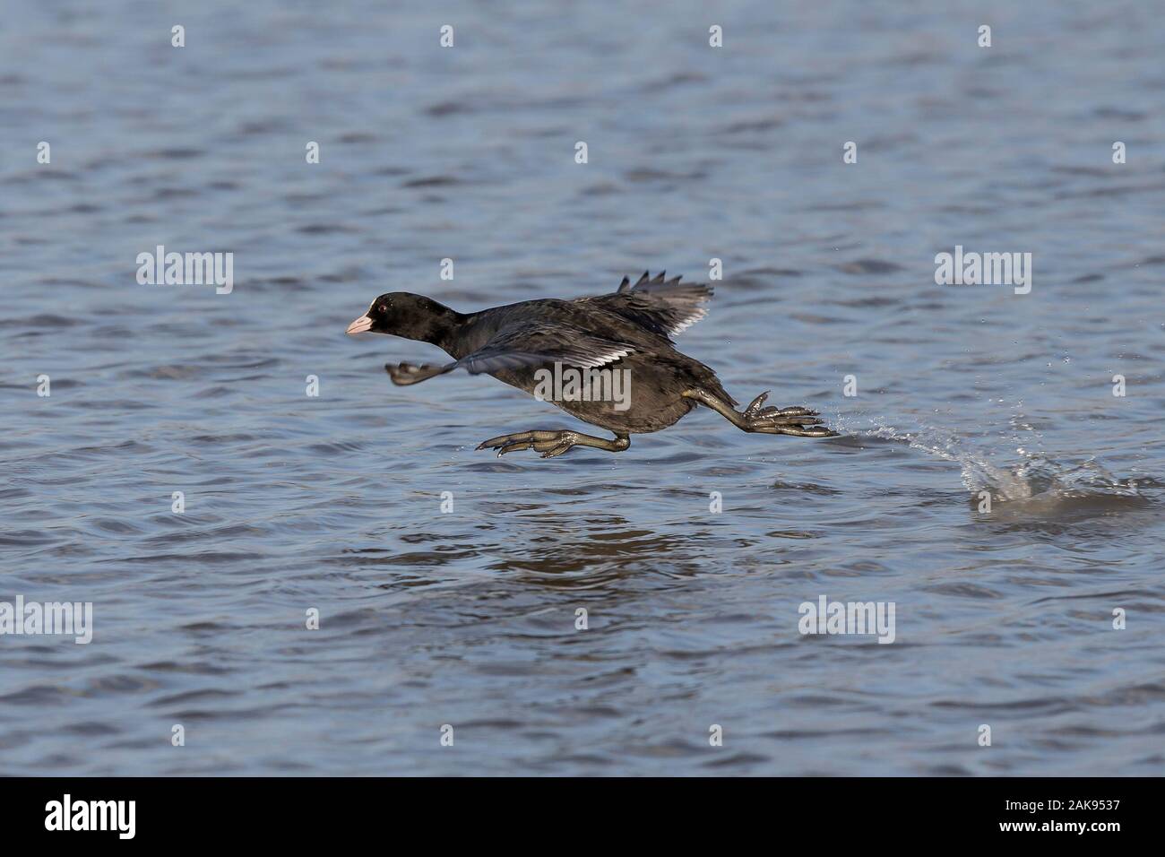 Uk waterbirds hi-res stock photography and images - Alamy