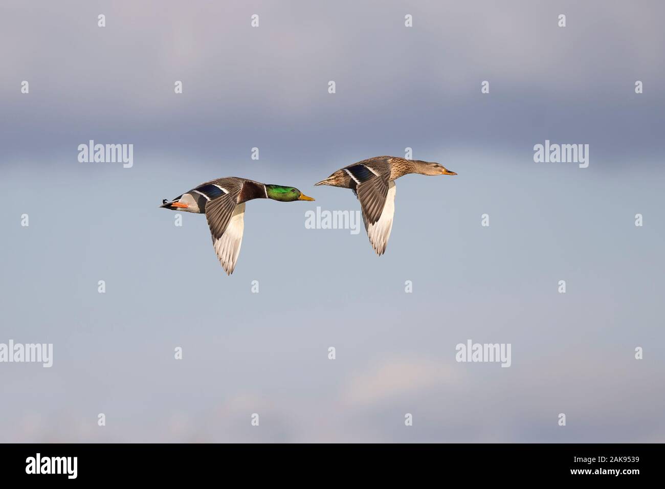 Two sunlit wild UK mallard ducks (Anas platyrhynchos) isolated in ...