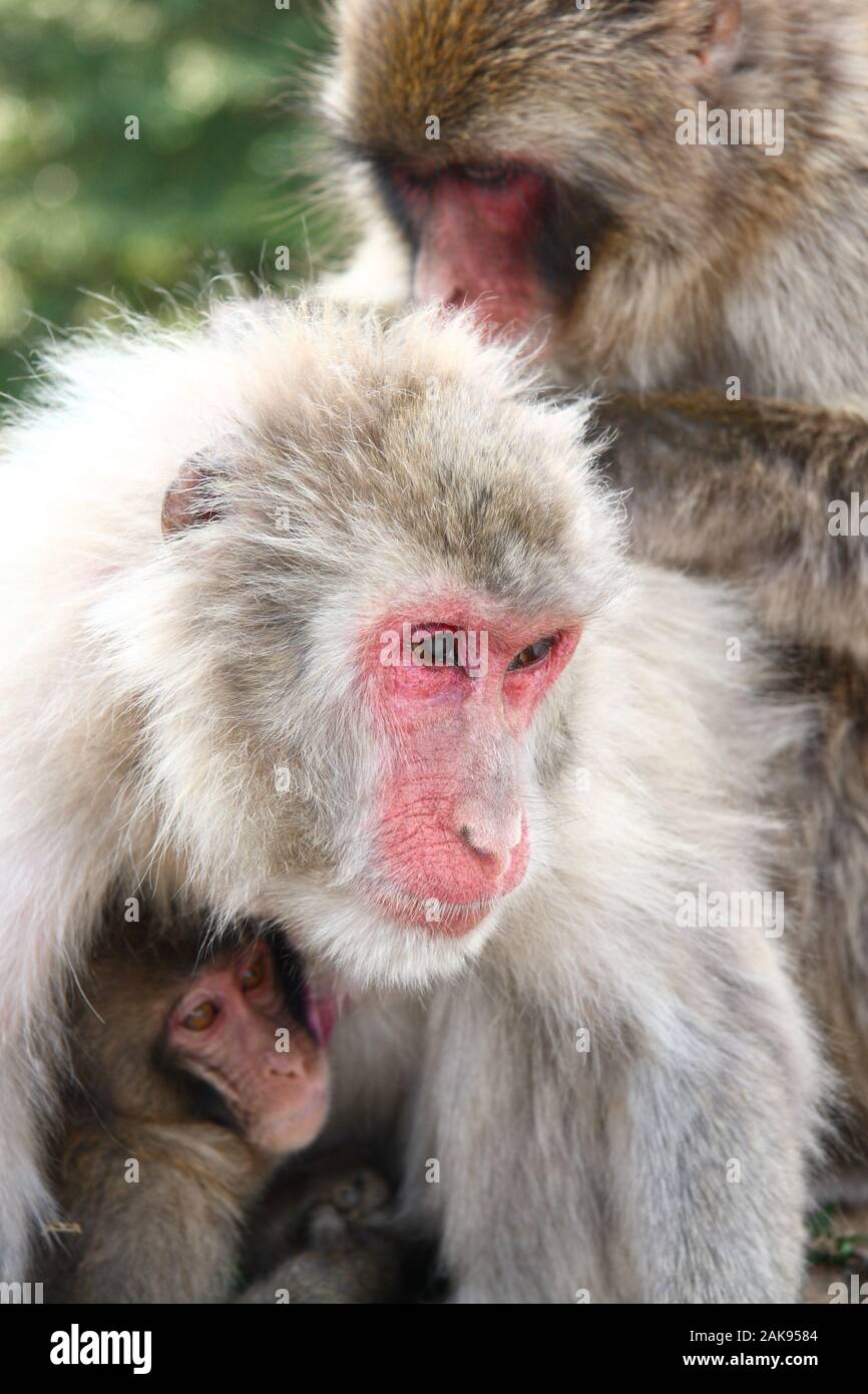 Japanese macaque family hi-res stock photography and images - Alamy