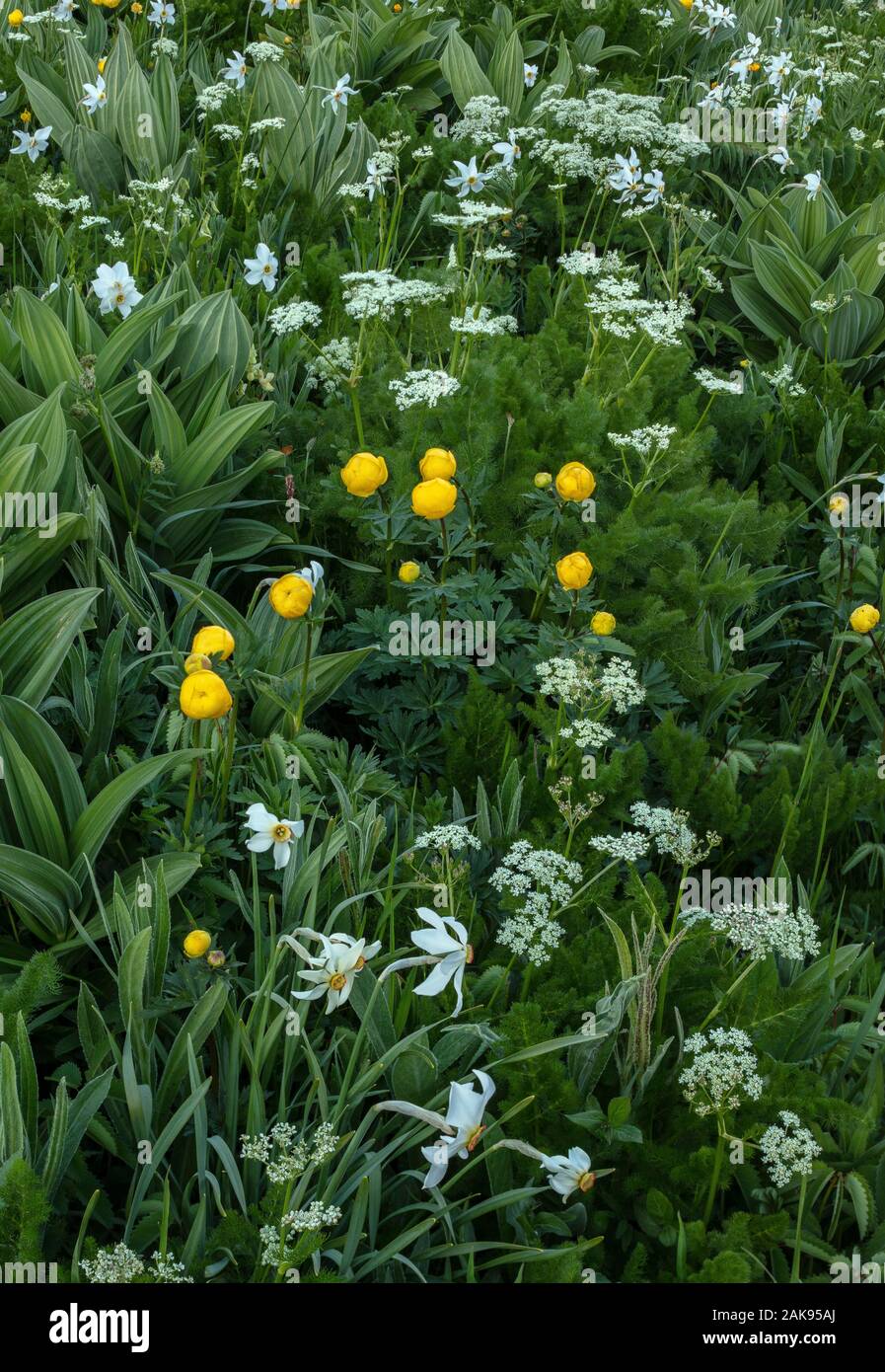 An alpine meadow on the Col du Lautaret, with Pheasant's eye ...
