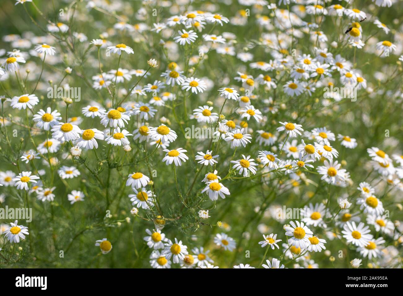 daisy garden flower. Natural background of white chamomile flowers ...