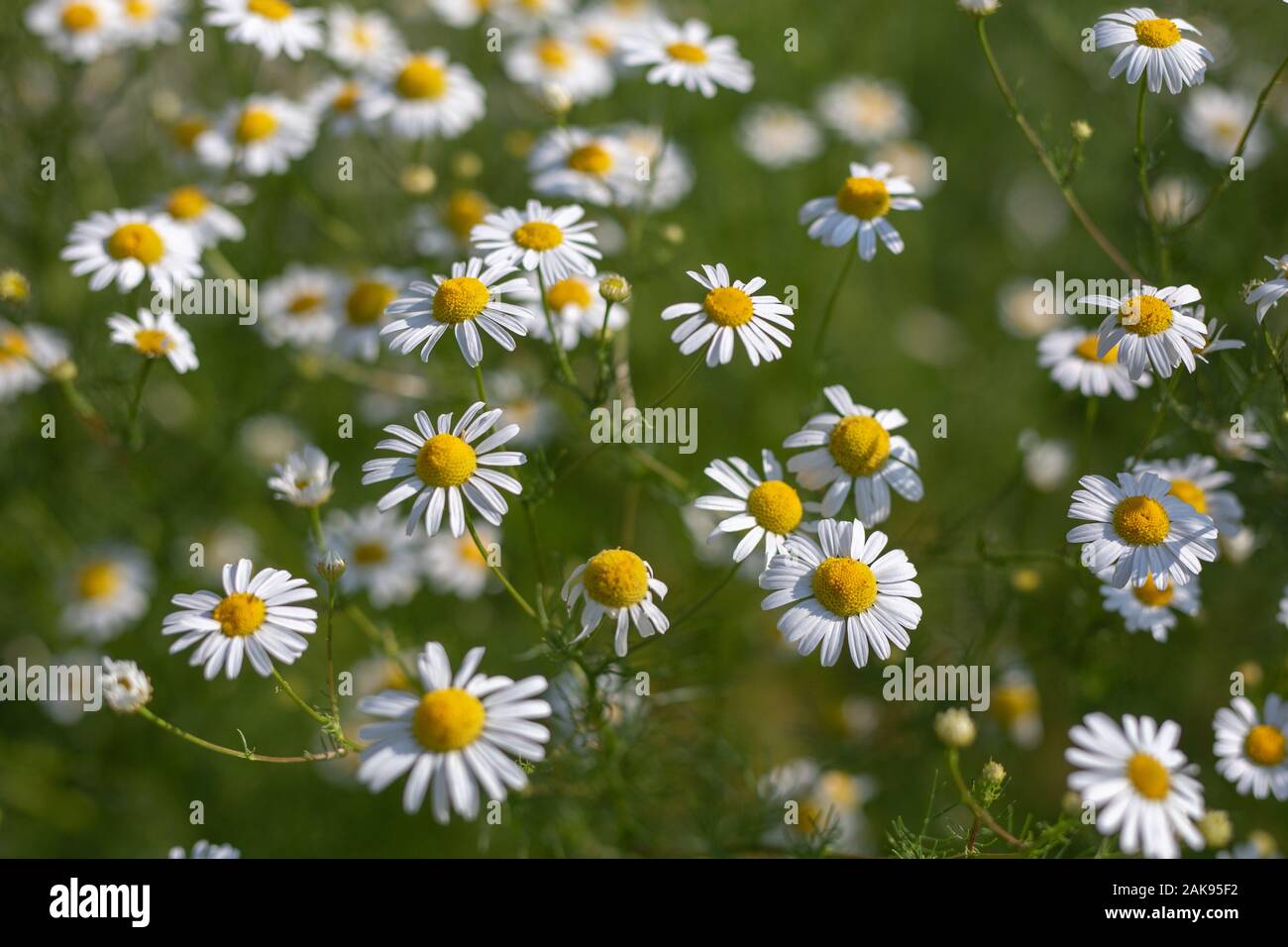 daisy flower in garden. Natural green background of white chamomile ...
