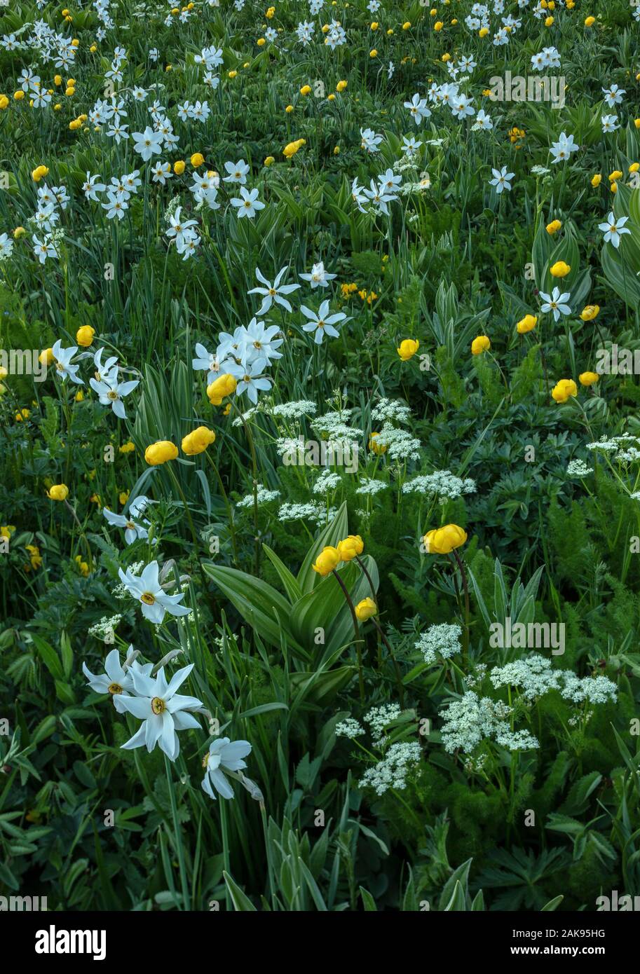An alpine meadow on the Col du Lautaret, with Pheasant's eye ...