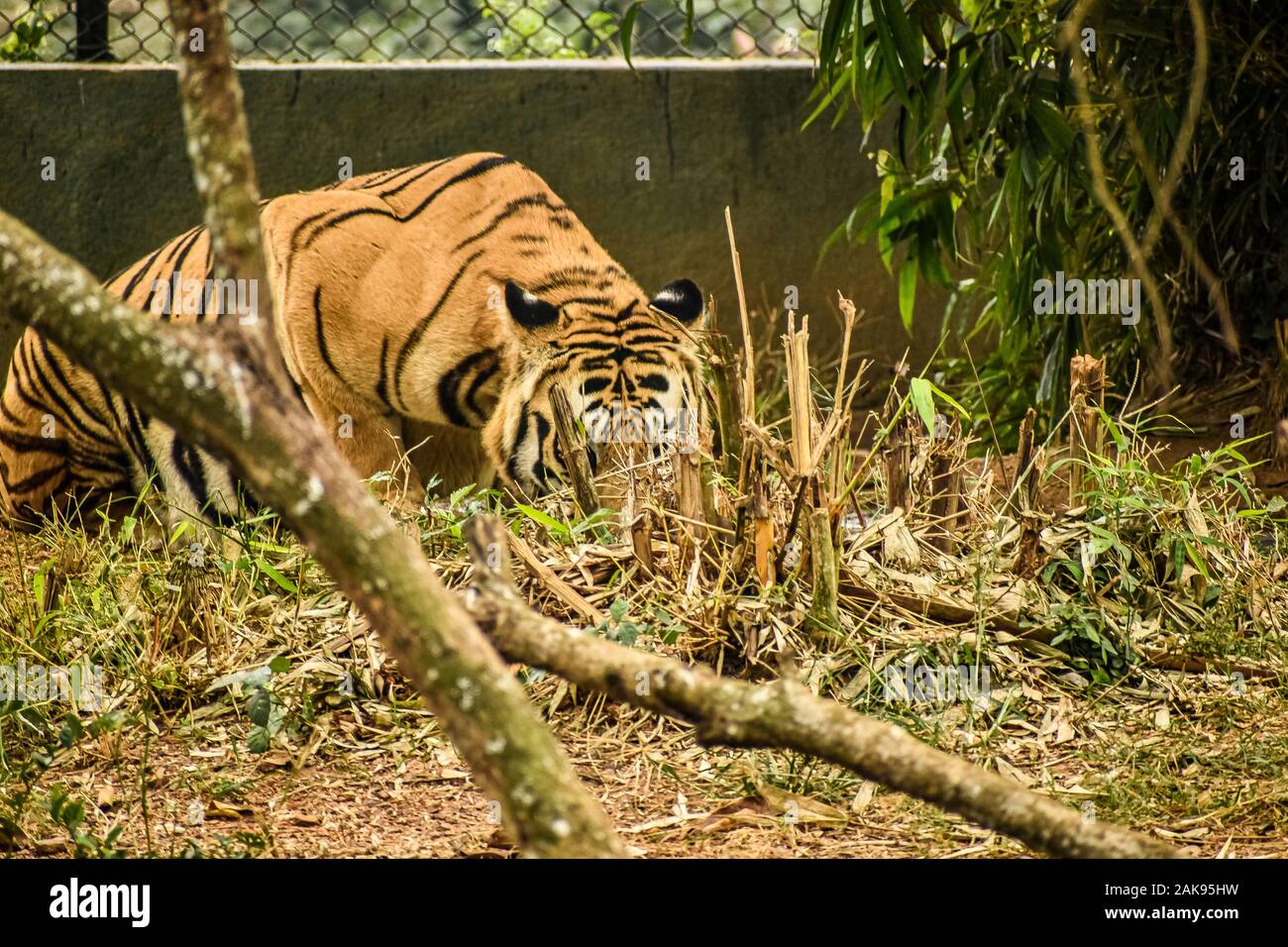 Tiger cat hiding hi-res stock photography and images - Alamy