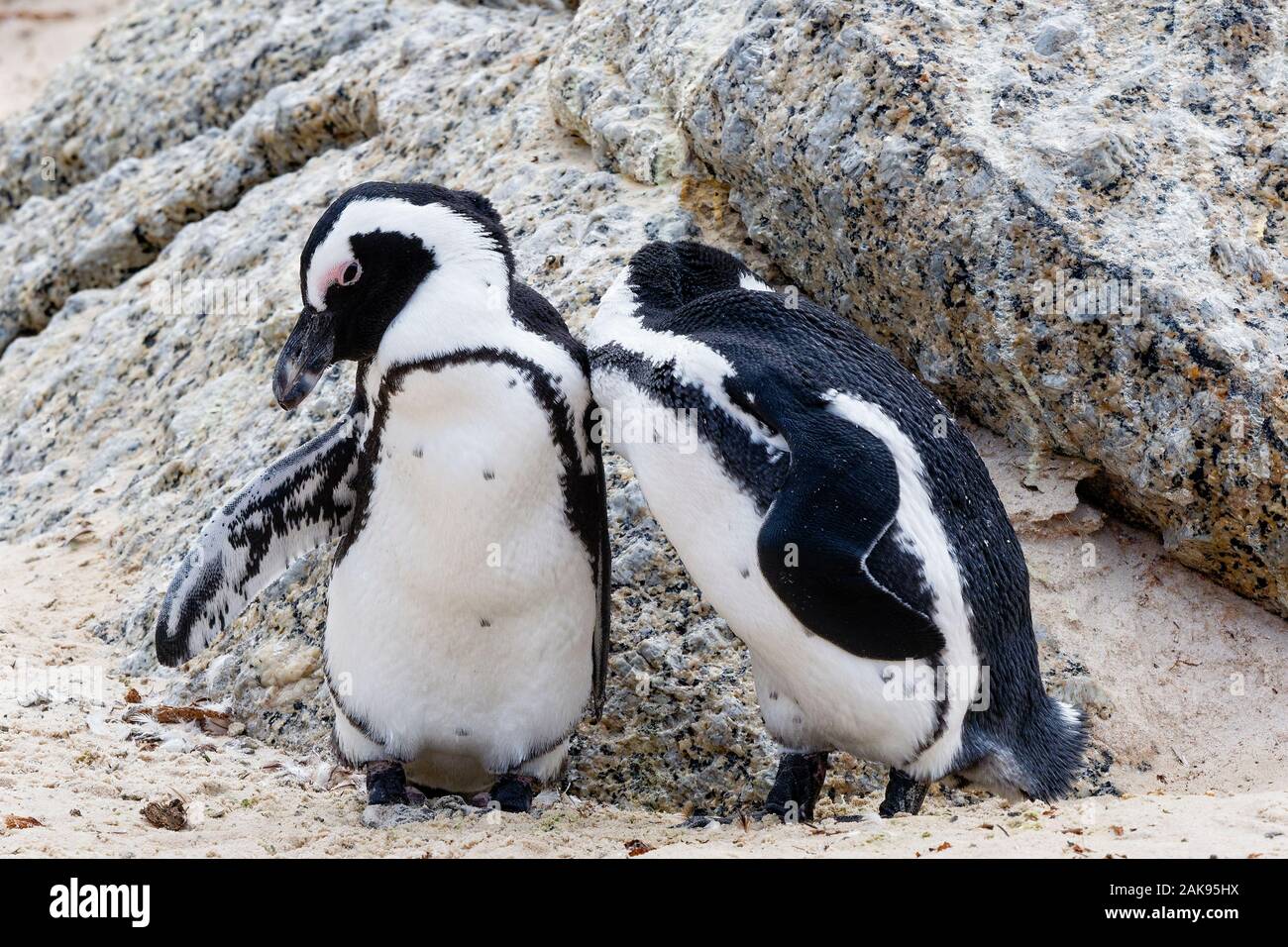 Close up of two South African penguins standing together preening Stock ...
