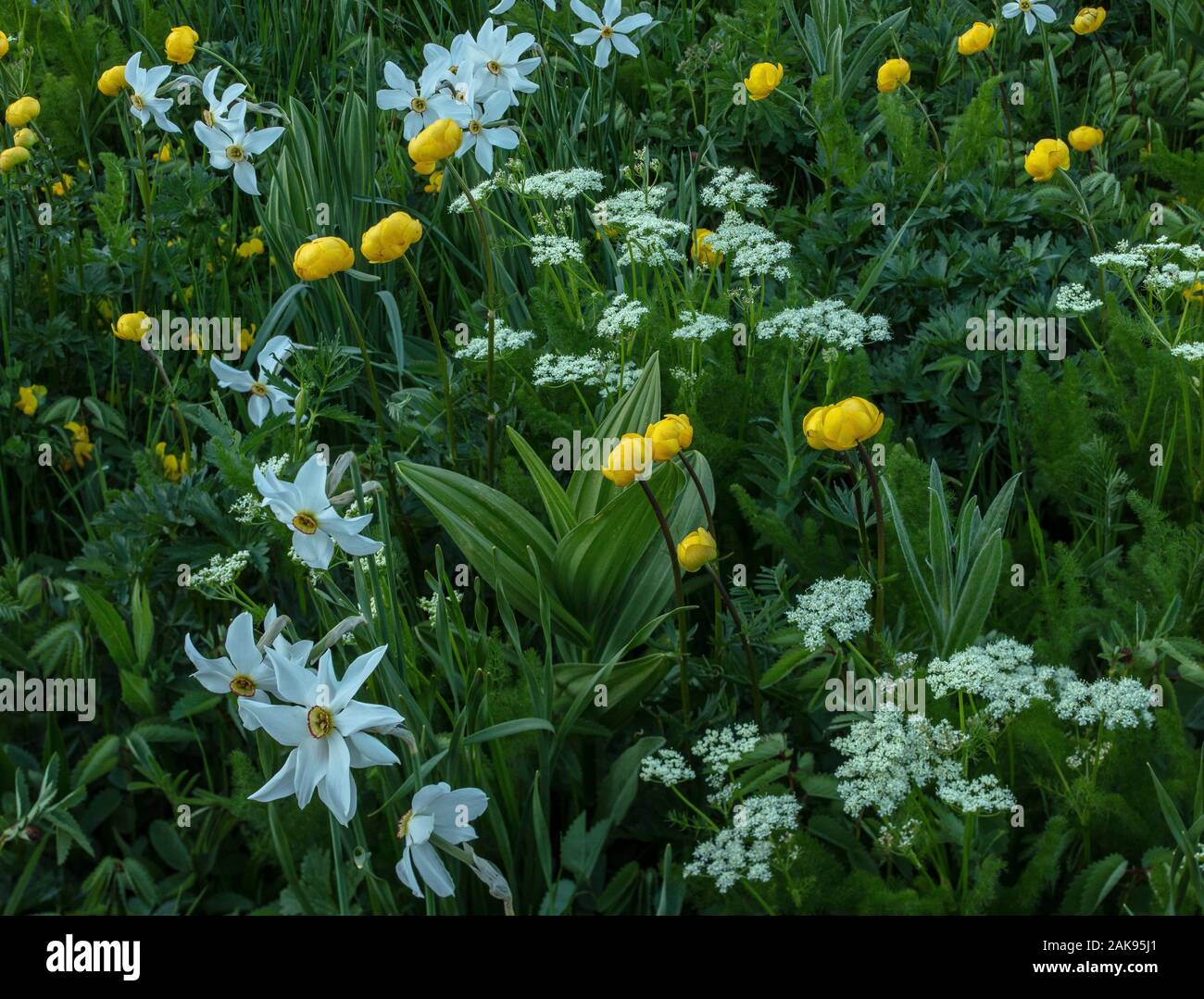 An alpine meadow on the Col du Lautaret, with Pheasant's eye ...