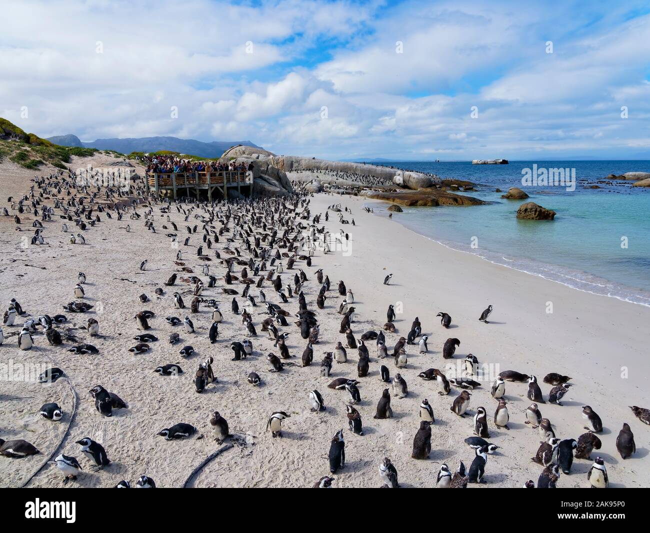 Colony Of South African Penguins Gather On Boulders Beach In South Colony Of South African Penguins Gather On Boulders Beach In South